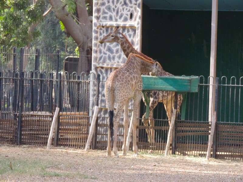 Giraffe stock photo. Image of mediterranean, marina, blue - 98613658