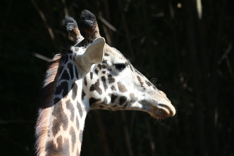 A giraffe stock photo. Image of cute, wildlife, pose - 152780834