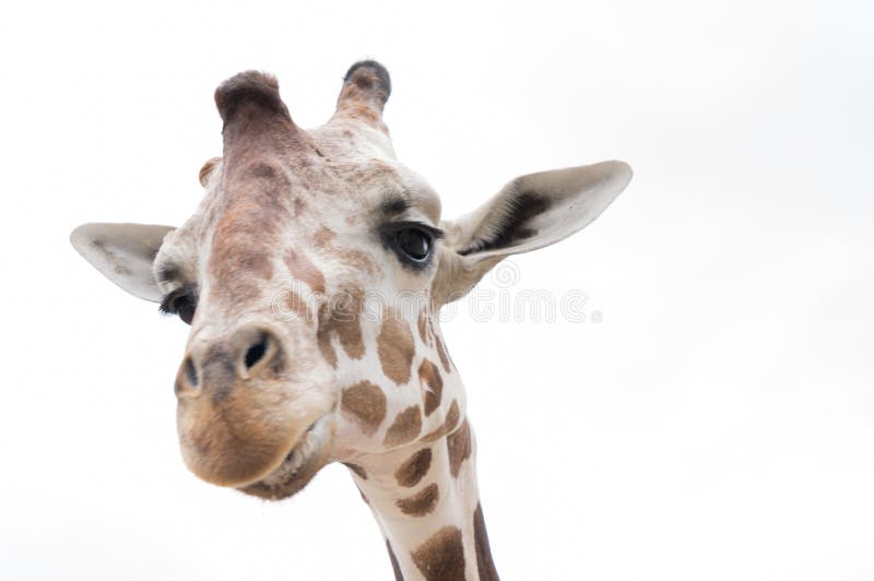Giraffe Picture. Image: 33129235