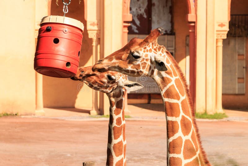 Giraffes at the Zoo in Rome, Italy Stock Photo - Image of friends ...
