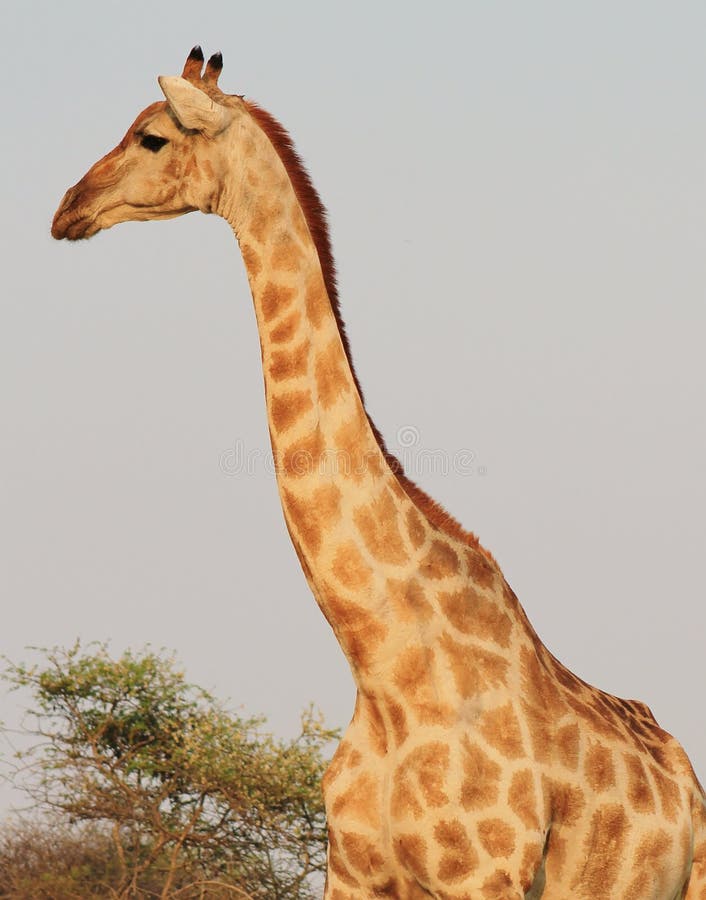 Giraffe - Golden Patterns and Sun Stock Image - Image of browser ...