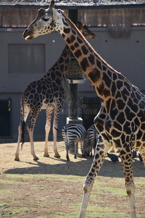 Giraffe stock image. Image of mammal, national, standing - 101943451