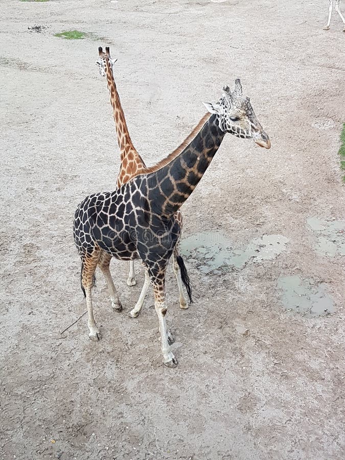 Giraffe editorial photography. Image of point, great - 103267667