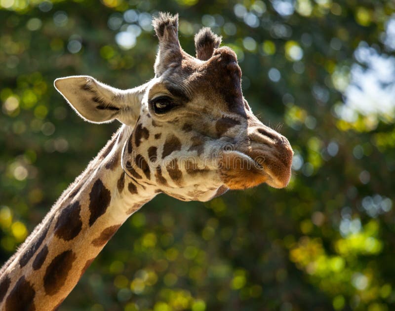 Giraffe among green trees stock photo. Image of color - 62413844