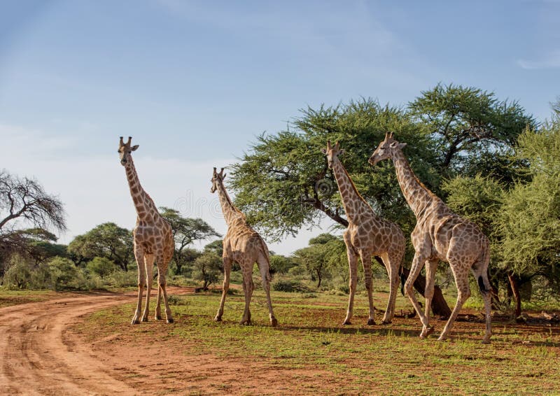 Giraffe Group stock photo. Image of group, african, brown - 91494374