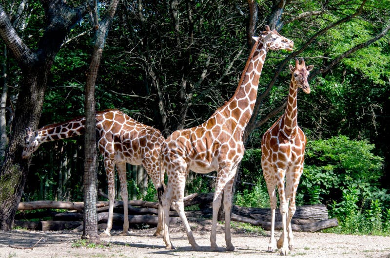 Giraffe group stock image. Image of giraffe, trees, tall - 64693067