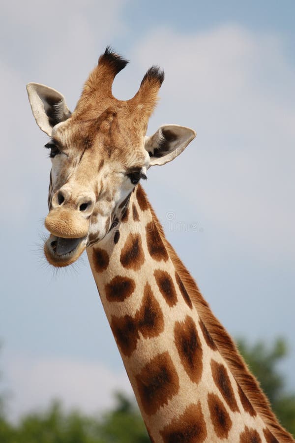 Giraffe stock photo. Image of sweet, animal, giraffe - 51274518