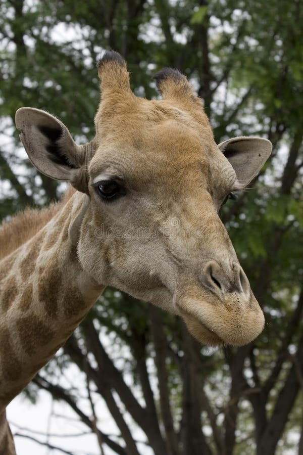 Giraffe head stock image. Image of safari, species, lion - 11580721