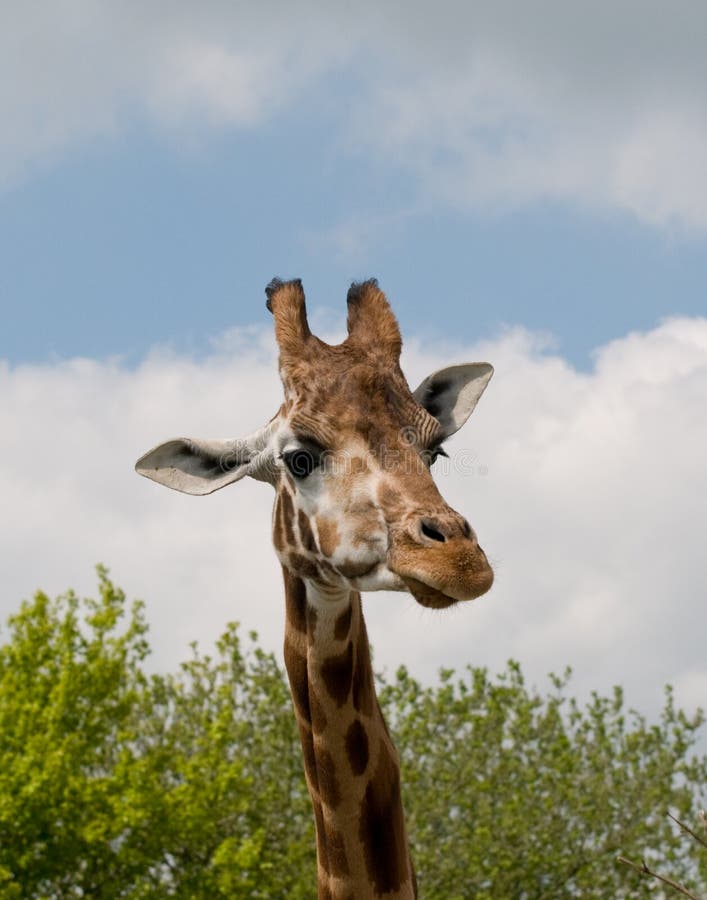 Giraffe Head stock photo. Image of park, england, giraffe - 14201894