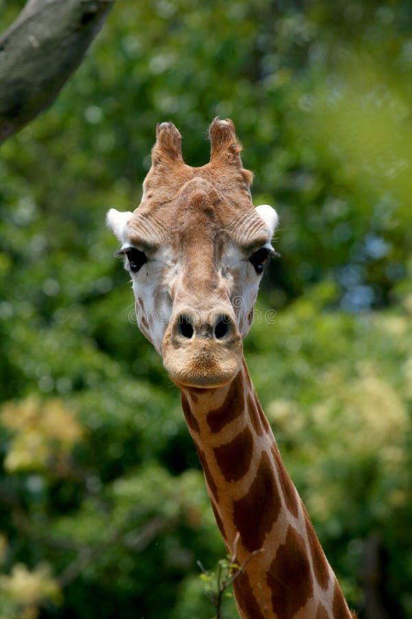 Giraffe head stock image. Image of mouth, giraffe, african - 2202107