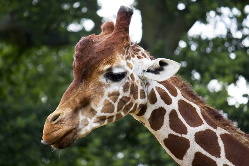 Giraffe head stock photo. Image of park, safari, african - 26427498