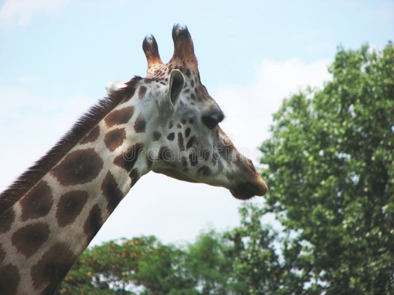 Giraffe head 3 stock image. Image of calm, tall, giraffe - 2844311