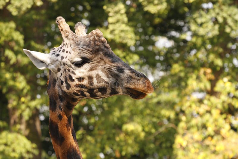 Giraffe head stock image. Image of herbivore, safari, southern - 6332055