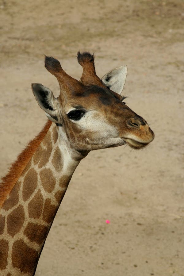 Giraffe head stock image. Image of animal, closeup, ears - 7431905