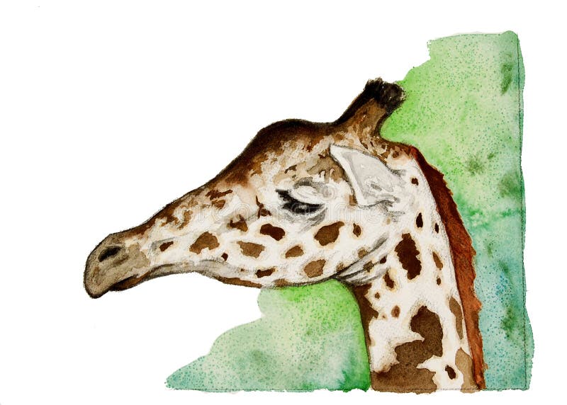 Giraffe head stock illustration. Illustration of watercolor - 7847998