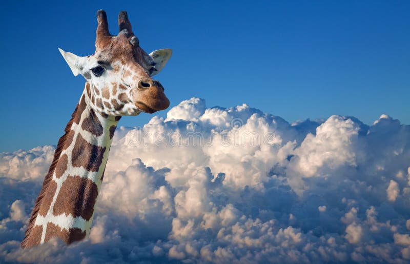 Giraffe Head Above White Clouds Stock Photo - Image of white, symbolic ...