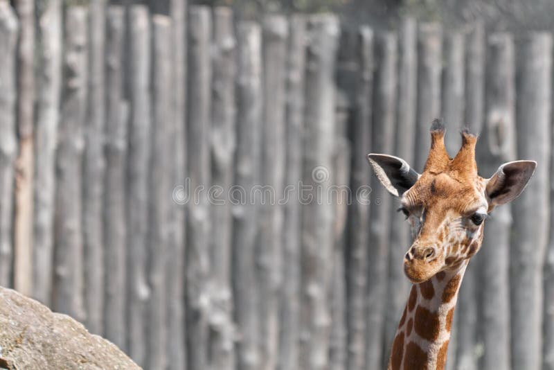 Giraffe Head stock image. Image of mouth, wild, africa - 93978499