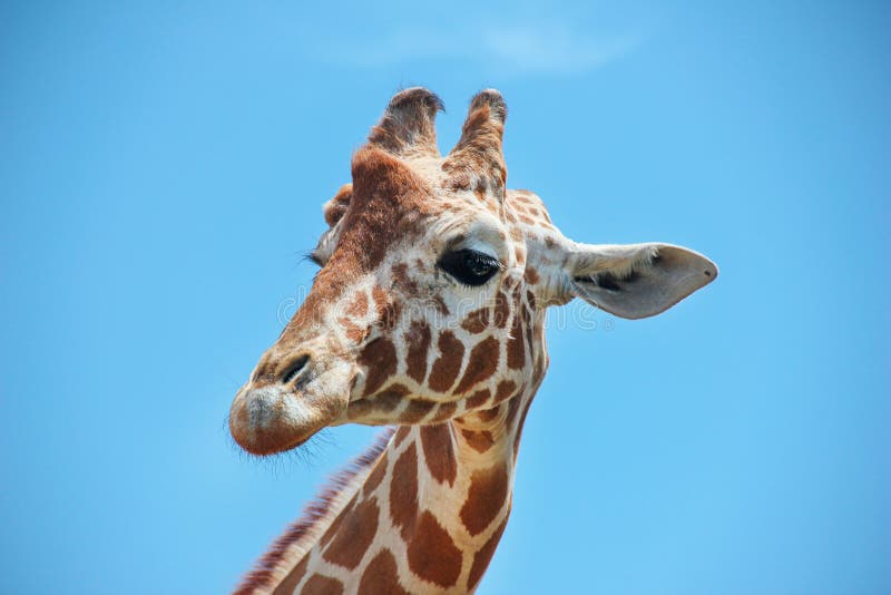 Giraffe Head with Big Eyes Against Blue Sky Stock Photo - Image of ...