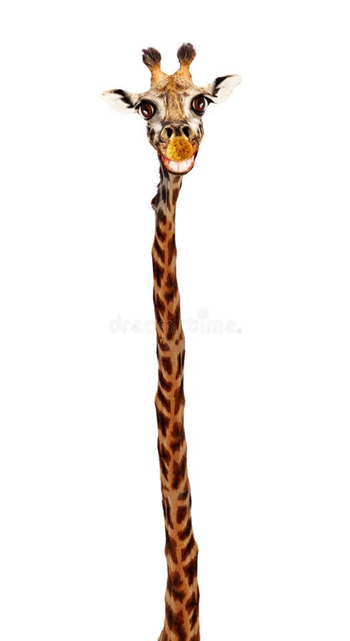 Giraffe Head with Big Smile and Extra Long Neck Stock Photo - Image of ...