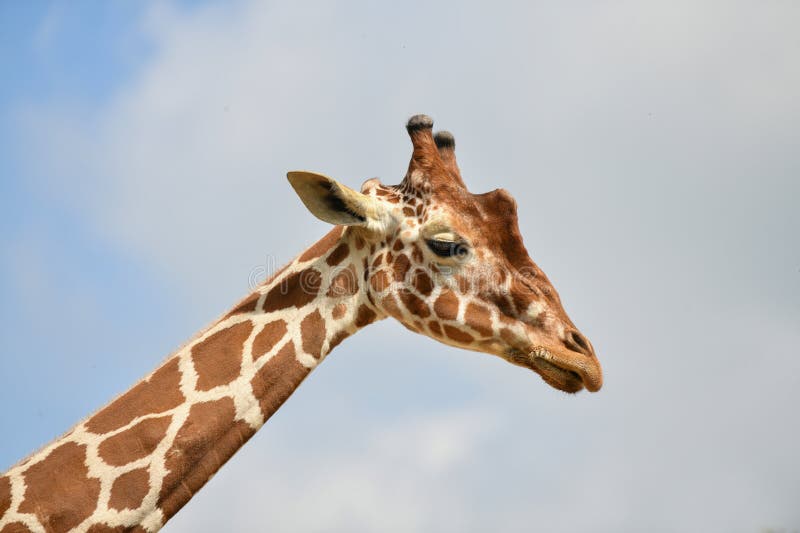 A Giraffe Head in a Blue Sky Stock Photo - Image of nature, giraffe ...