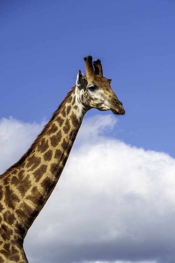 Giraffe, Head only, Blue Sky, Up Close, Clouds Stock Photo - Image of ...