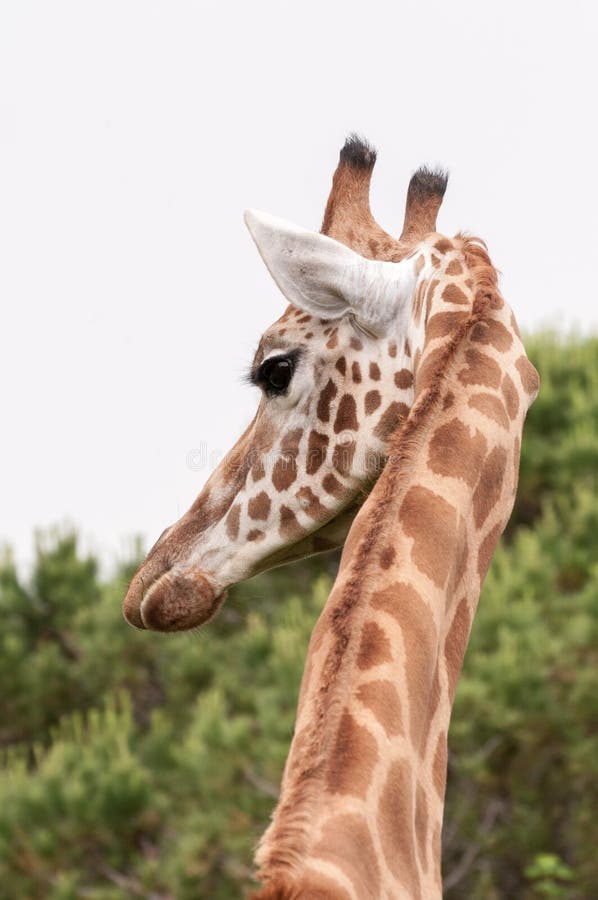 Giraffe's back head stock image. Image of lips, tight - 2954929