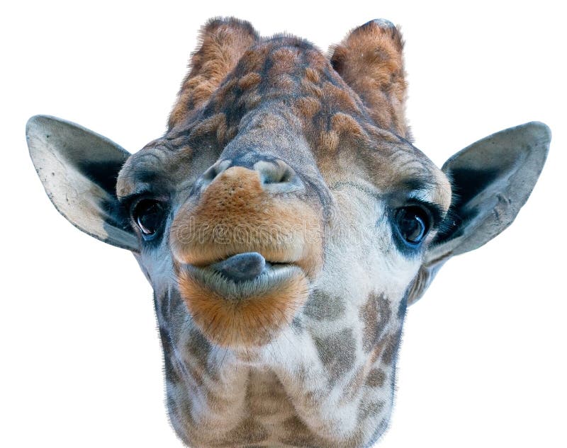 Giraffe head face stock photo. Image of savanna, wilderness - 153907010