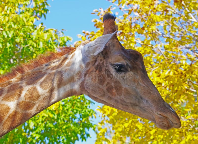 Giraffe head face stock photo. Image of wilderness, wild - 164810580