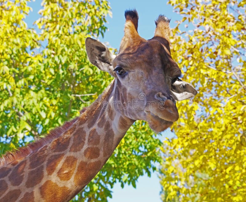 Giraffe head face stock photo. Image of isolated, wild - 165386330