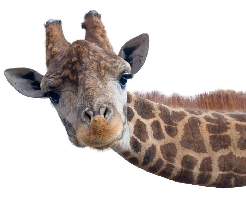 Funny or sad giraffe face? stock photo. Image of africa - 78440734