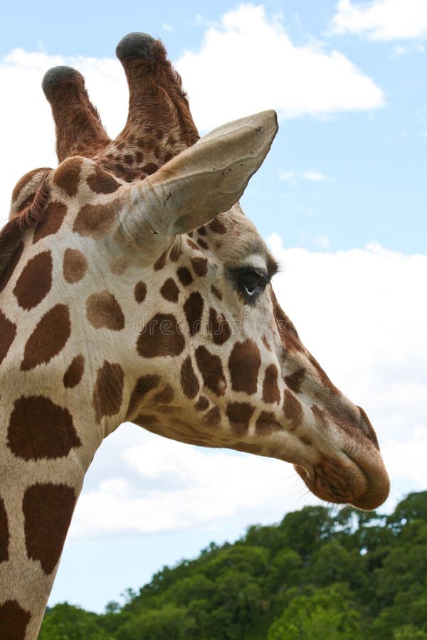 Giraffe Head stock photo. Image of giraffe, coat, hide - 59567230