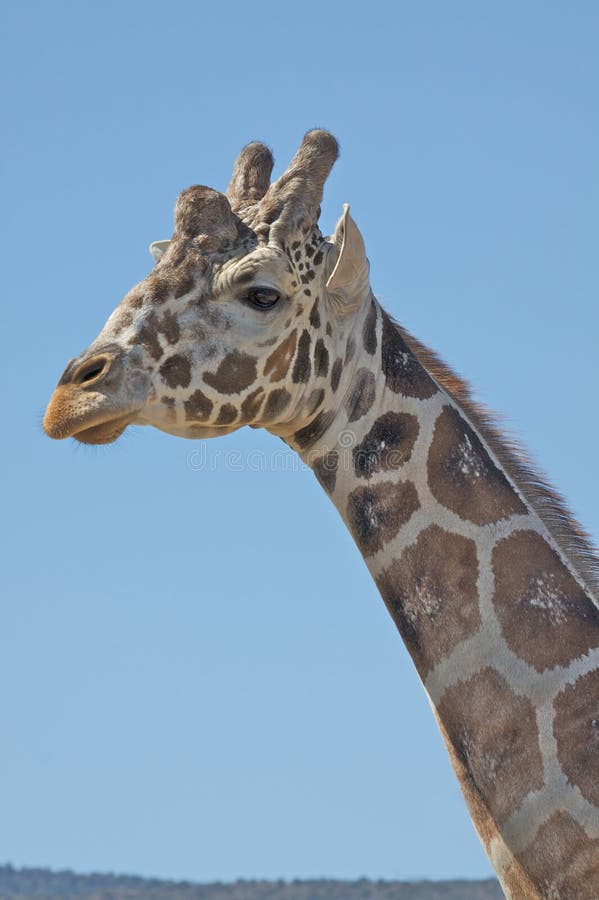 Giraffe Head and neck stock photo. Image of safari, wildlife - 10859994