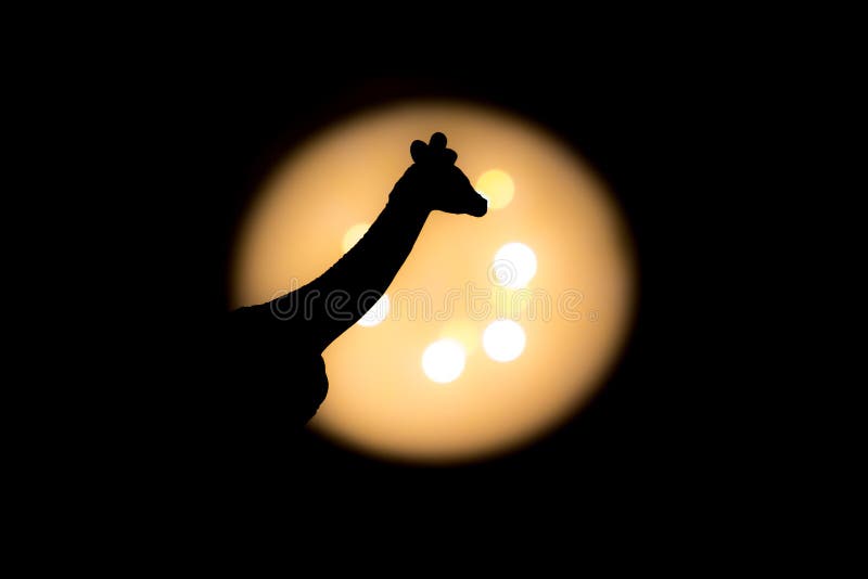 733 Giraffe Shadow Stock Photos - Free & Royalty-Free Stock Photos from ...