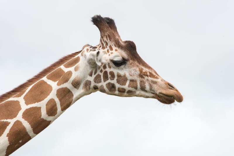 Giraffe head and neck stock image. Image of tall, head - 118038985