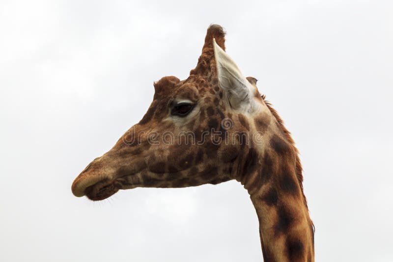 Giraffe head and Neck stock photo. Image of african, face - 86404198
