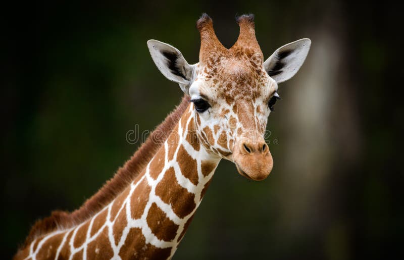 Giraffe Head Portrait stock photo. Image of wildlife - 47774570