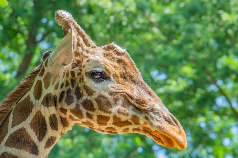 Giraffe Head Portrait in Profile. in the Background is a Meadow with ...