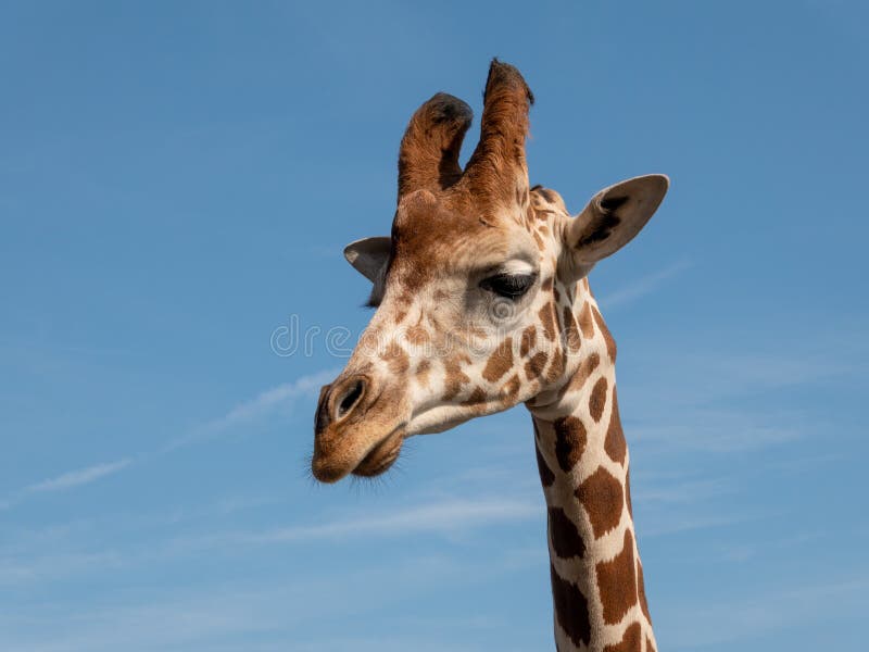 Giraffe Head Portrait stock photo. Image of head, long - 167383760