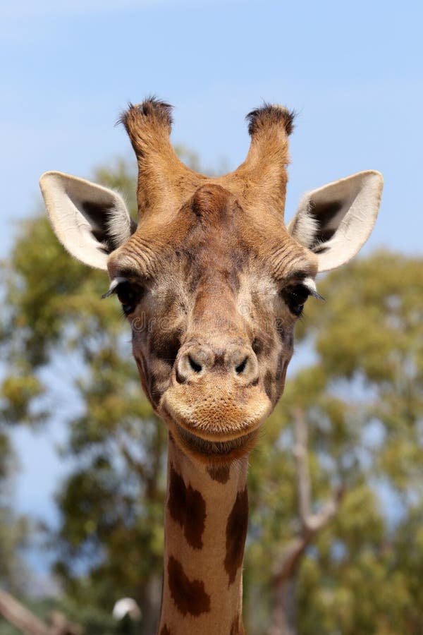 Portrait of a Giraffe in a Zoo Stock Photo - Image of horn, mouth ...