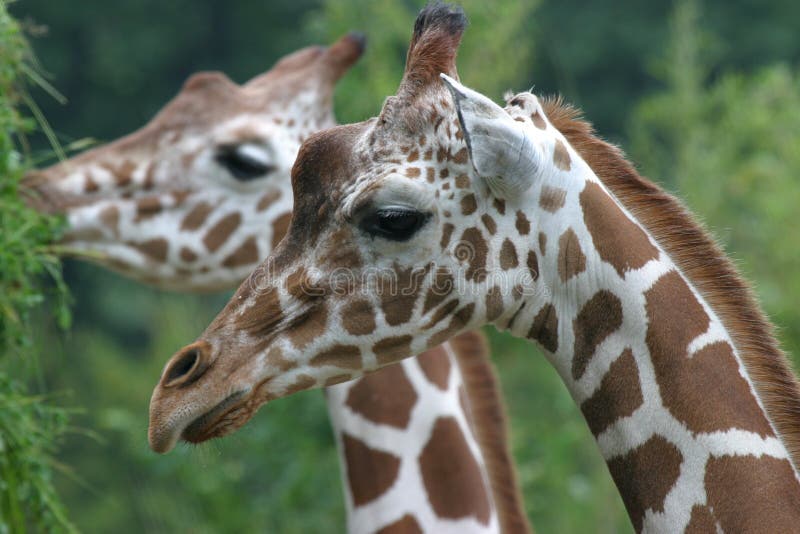 Giraffe head profile stock photo. Image of herbivore, elegance - 2601006