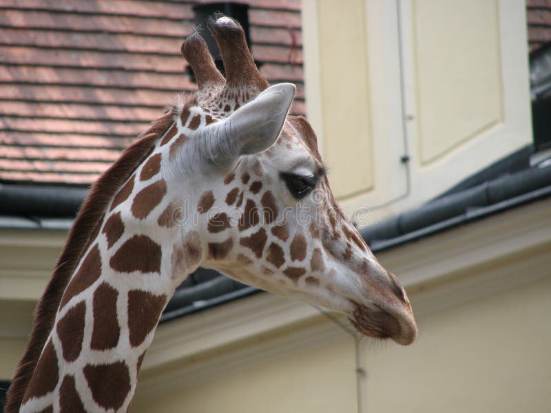 Giraffe head in profile stock photo. Image of brown - 161208014