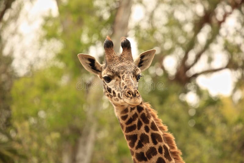 Giraffe head stock image. Image of giraffe, trees, giraffes - 86705517