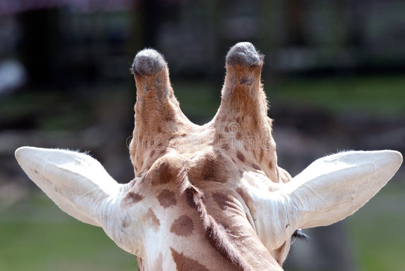 Behind of a giraffe stock photo. Image of wildlife, mammal - 1959928