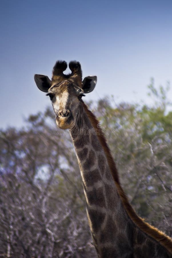 Giraffe - Head Shot stock photo. Image of mammal, giraffidae - 11217662