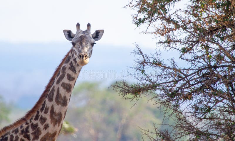 Giraffe head shot stock photo. Image of wildlife, pattern - 219094692