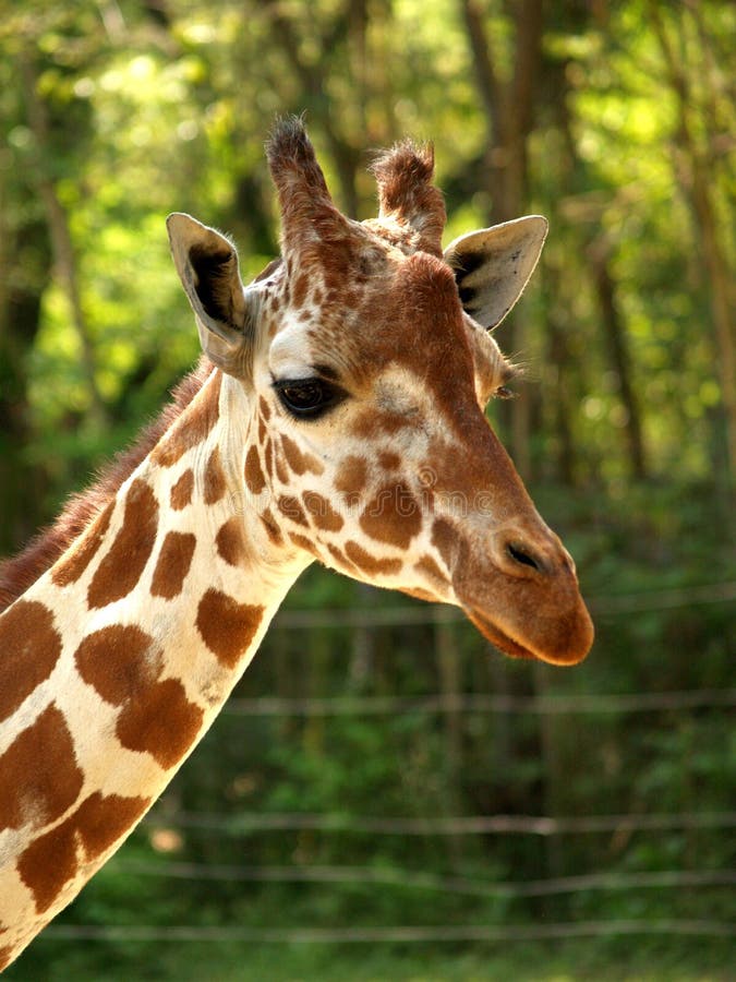 Giraffe Close Up Head Shot Portrait. Stock Image - Image of portrait ...