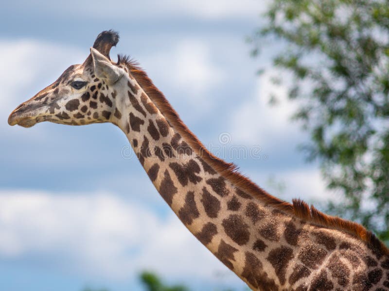 Giraffe Head Shot Side Profile Against Sky Stock Image - Image of tall ...