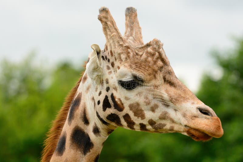 Giraffe head shot stock image. Image of sideview, natural - 92756423