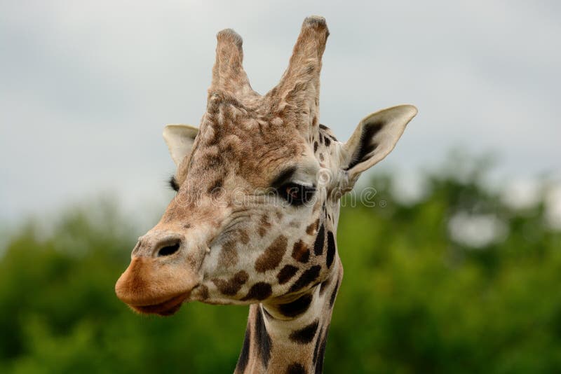 Giraffe head shot stock photo. Image of giraffe, nature - 92756190