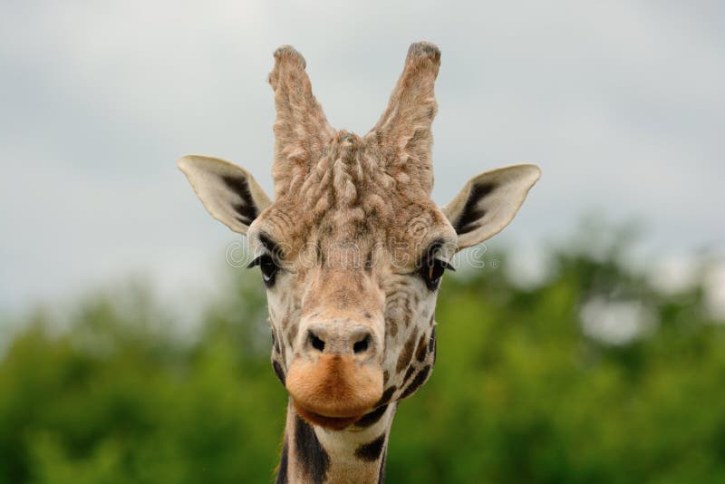 Giraffe head shot stock photo. Image of single, natural - 92756342